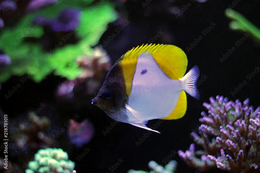 Pyramid Butterflyfish