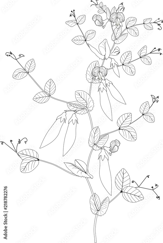 Flower With Roots Coloring Page