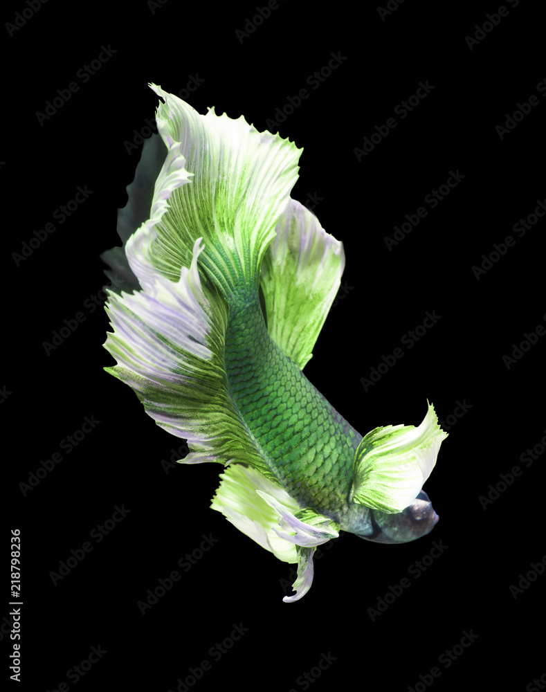 beautiful green fish tail of siamese fighting fish betta splendens ...