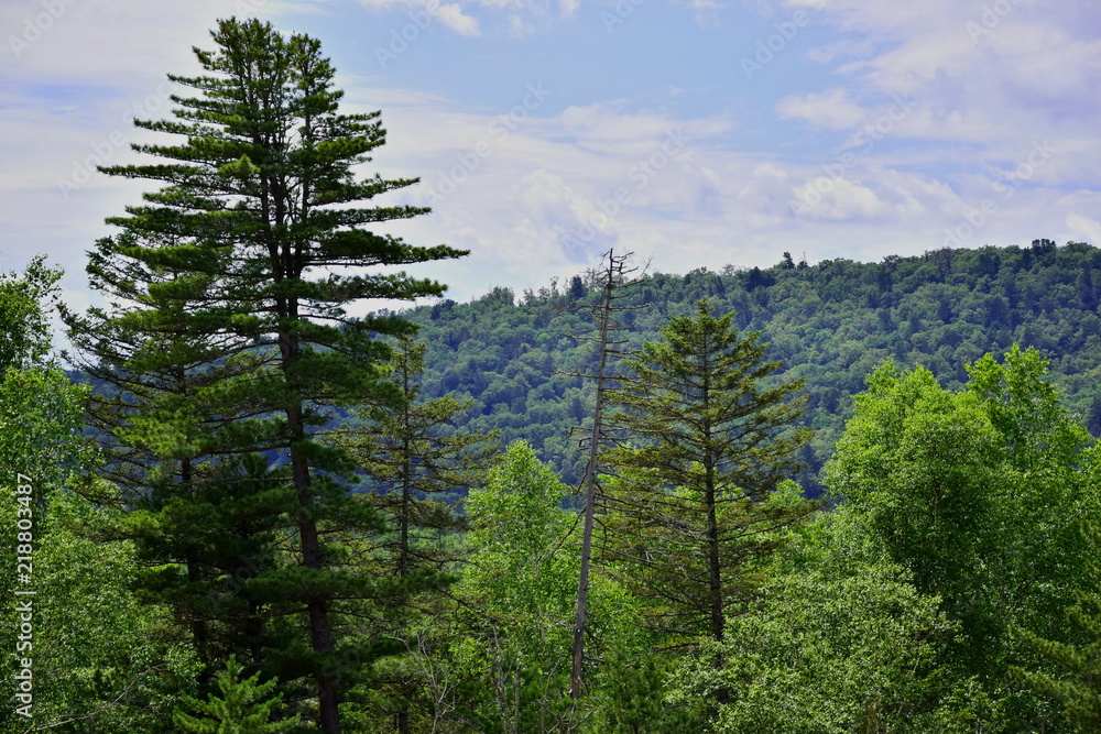 Eastern Red Cedar In Taiga