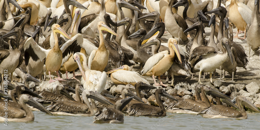 Pélican blanc, colonie, Pelecanus onocrotalus, Great White Pelican ...