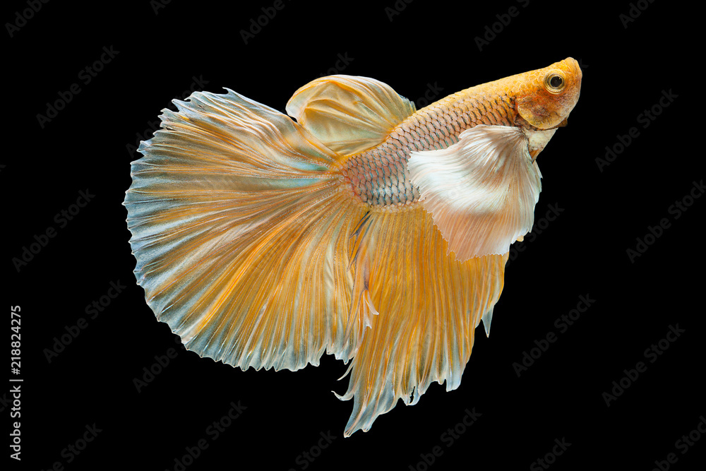 Siamese Fighting Fish Gold