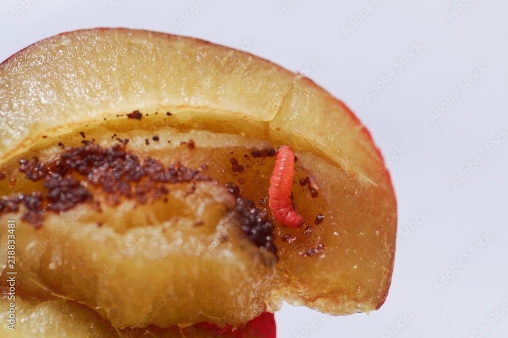 Larvae of a plum fruit moth (Grapholita funebrana) in a plum fruit ...