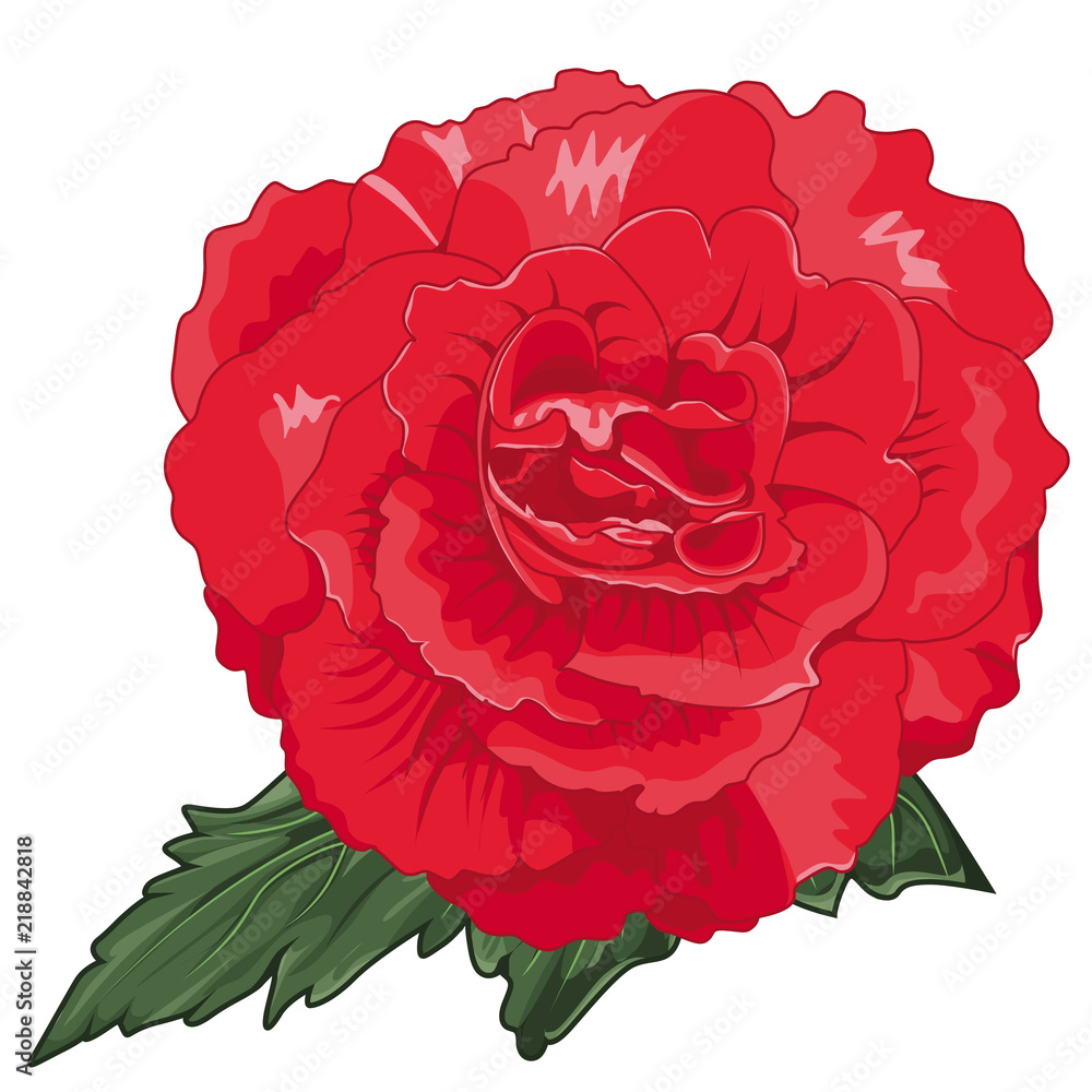 Red Begonia x tuberhybrida blossoms. Stock illustration. Isolated image ...