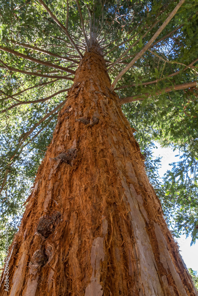 Looking Up from The Base of a Towering Redwood Tree to the Green Canopy ...