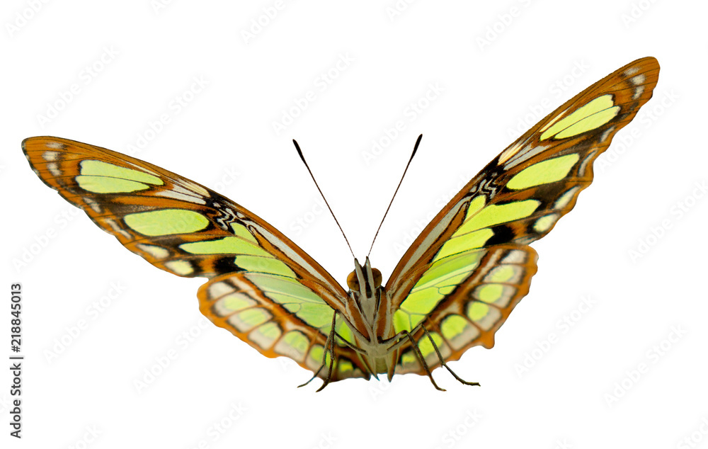 Butterfly Wings Face