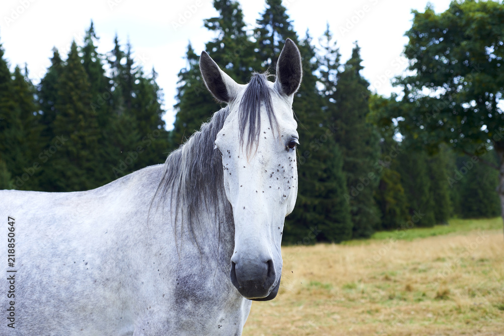 Horse with lots of flies on face and eyes on grazing. Horse suffering ...