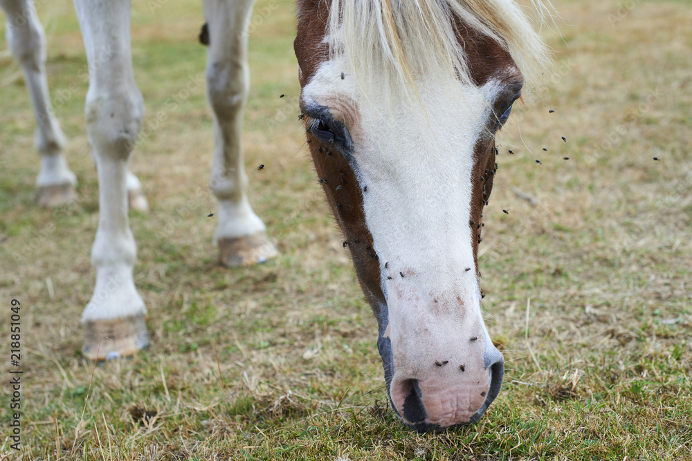 Horse with lots of flies on face and eyes on grazing. Horse suffering ...