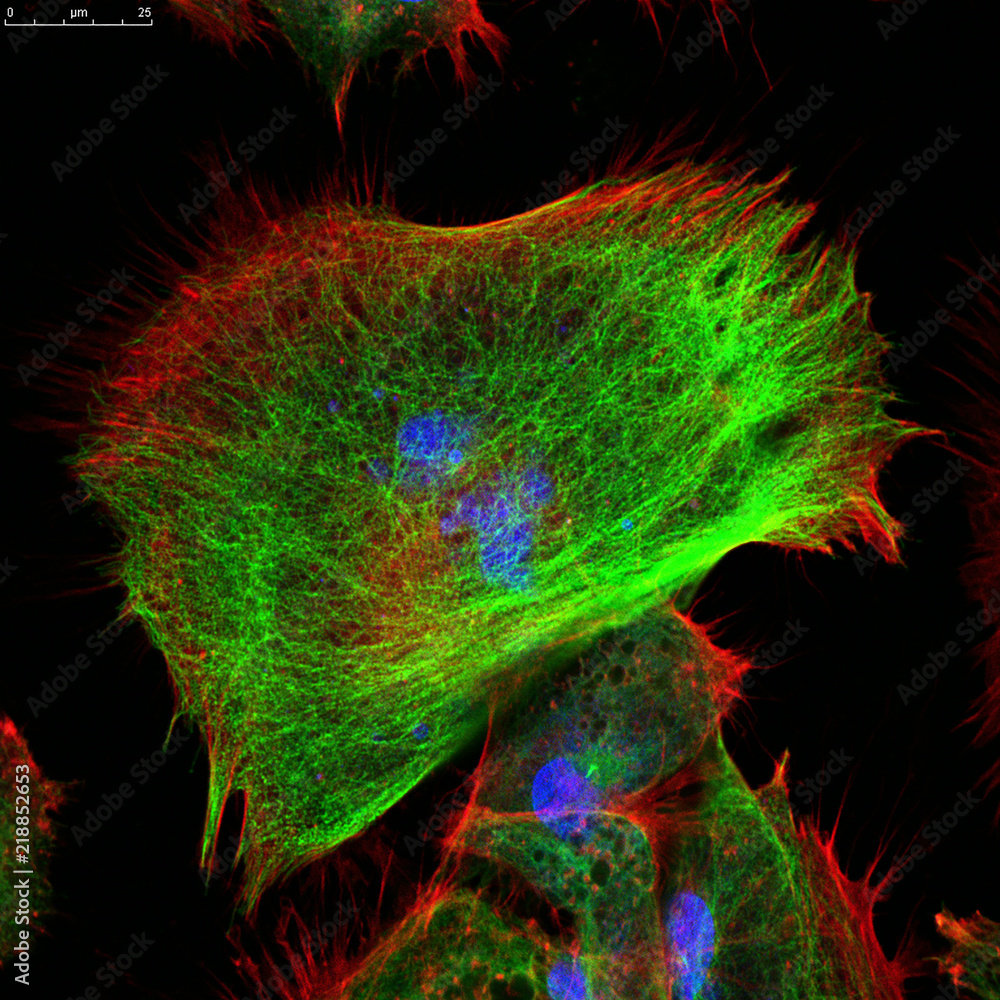 Confocal microscopy of fibroblast cells Stock Photo | Adobe Stock