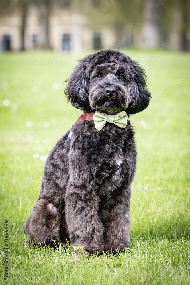 black cockapoo with green dicky bow posing on grass lawn Stock Photo ...