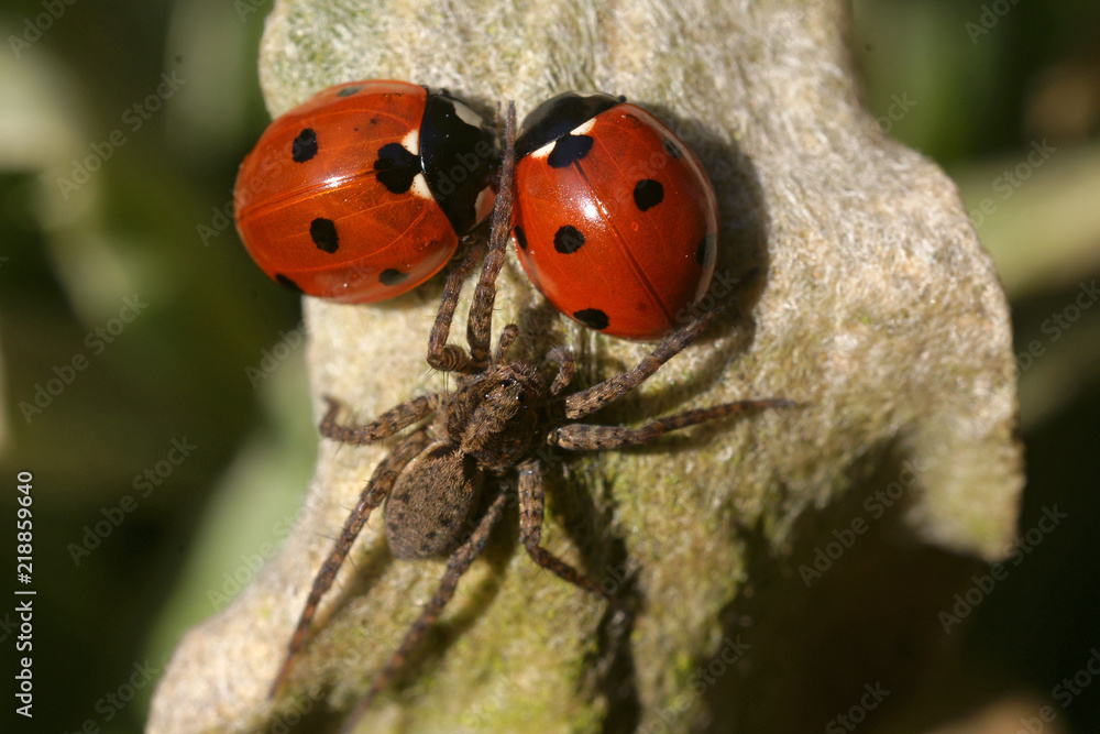 A spider can't catch two ladybugs staying close to each other ...