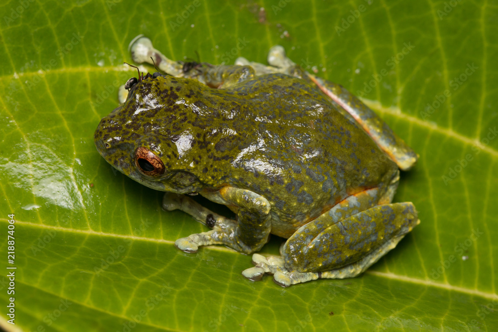Tree Frog, Tree frog of Borneo, Tree frog on leaf , Frog of Borneo ...