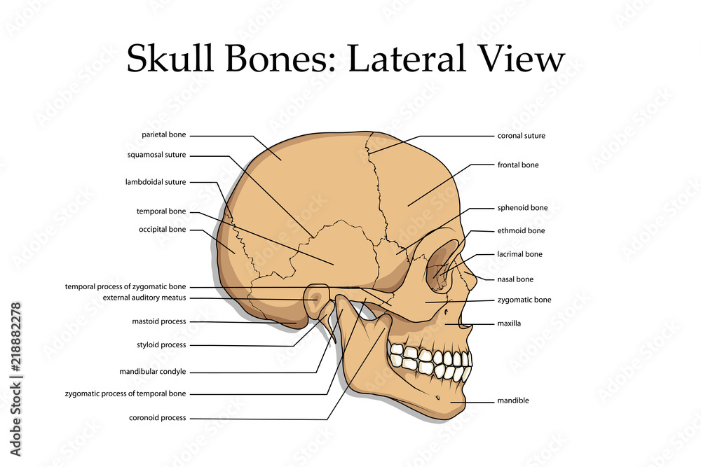 human skull, medical poster, anatomical medical chart poster human ...