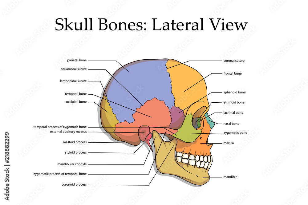 Human Skull Medical Poster Anatomical Medical Chart Poster Human Human Skull Medical Poster Anatomical Medical Chart Poster Human