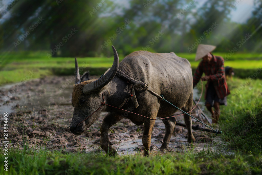 Farmer using buffalo plowing rice field,Asian man using the buffalo to ...