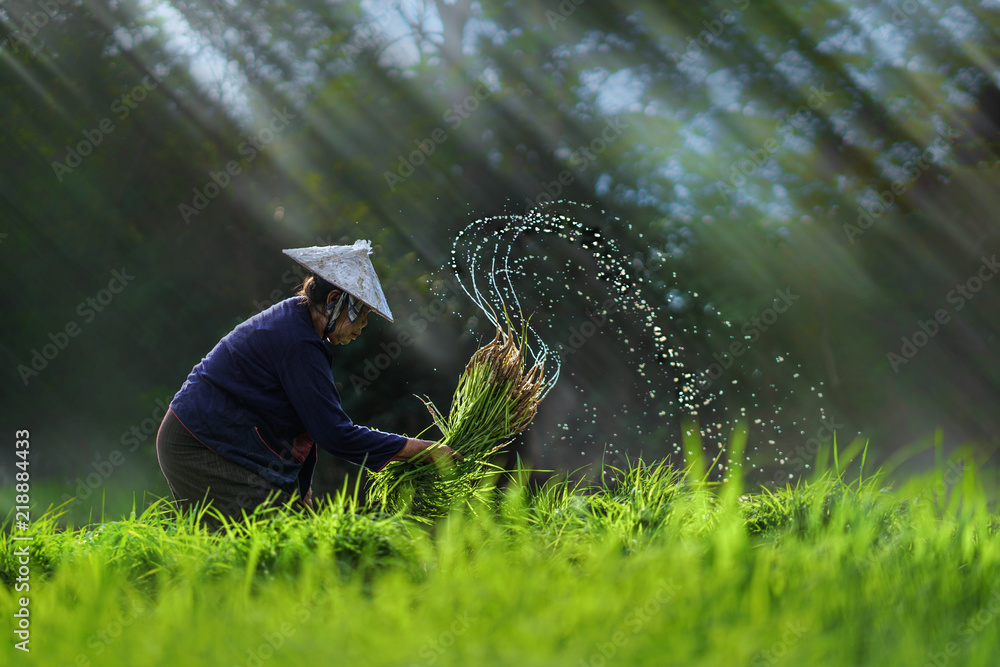 Asian farmer transplant rice seedlings in rice field,Farmer planting ...