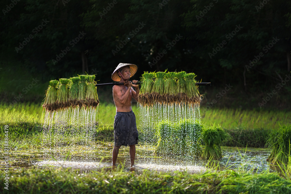 Rice Farmer Vietnam