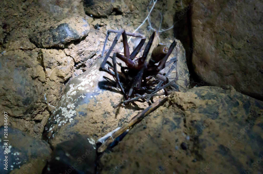 Nam Talu Cave - Khao Sok N.P. Stock Photo | Adobe Stock