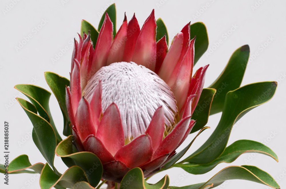 Red protea plant on white background Stock Photo | Adobe Stock