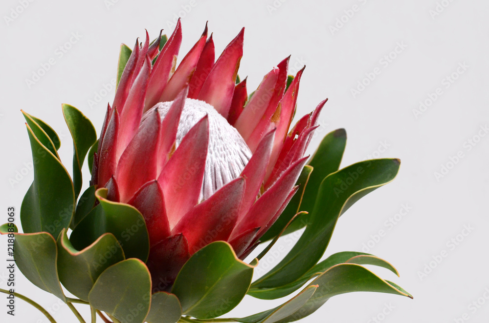 Red protea plant on white background Stock Photo | Adobe Stock