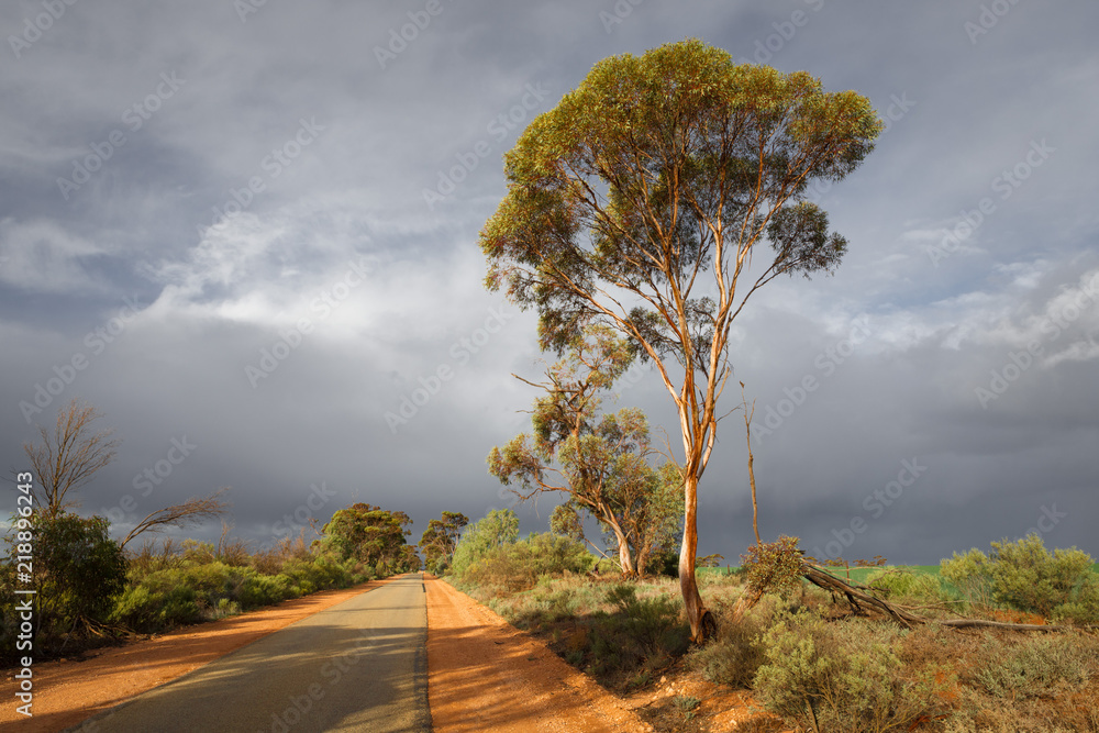 Australian Outback Plants And Trees
