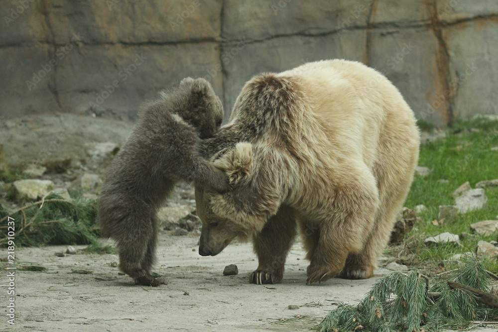 Amazing and very rare himalayan brown bear in the captivity. Ursus ...