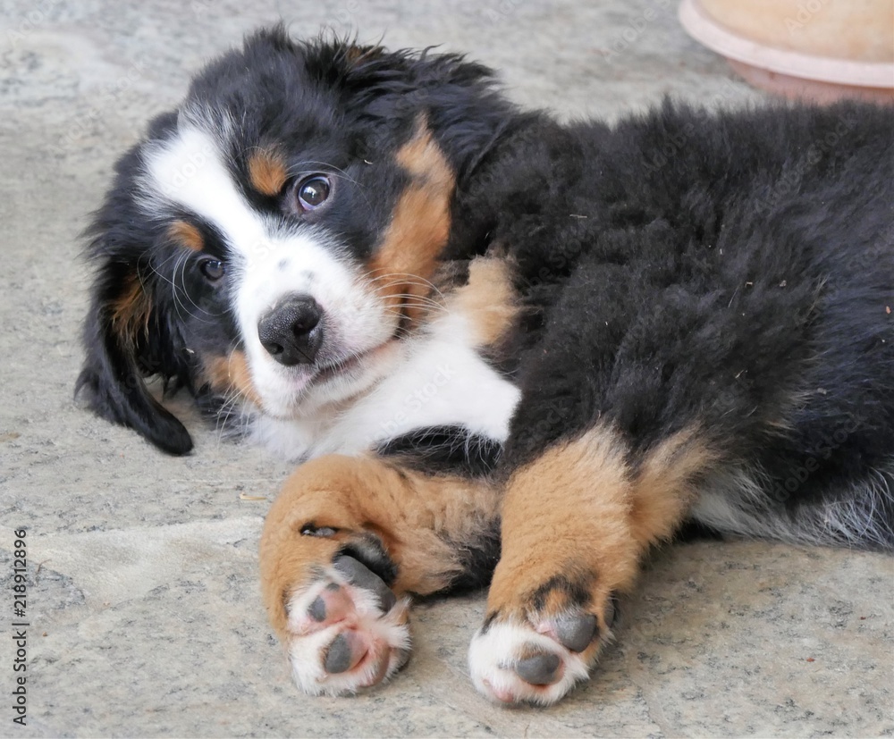 Berner Sennenhund Stock Photo | Adobe Stock