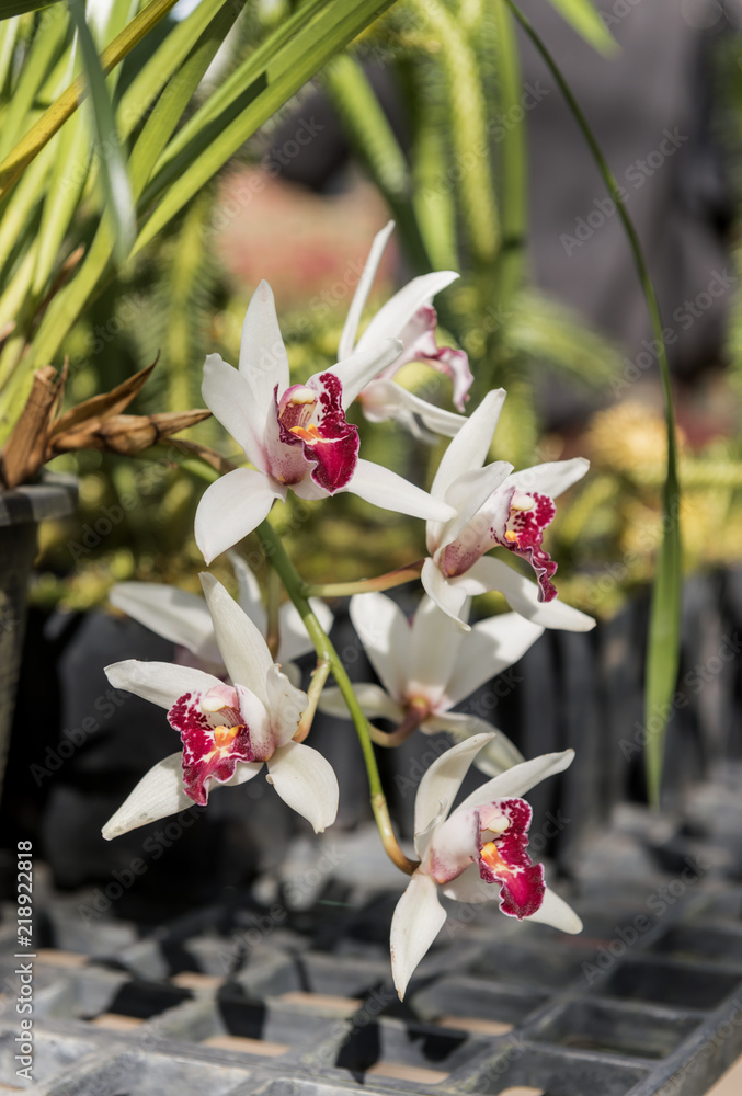 Cymbidium insigne on nature plant in Thailand. Orchid flower. Jungle ...
