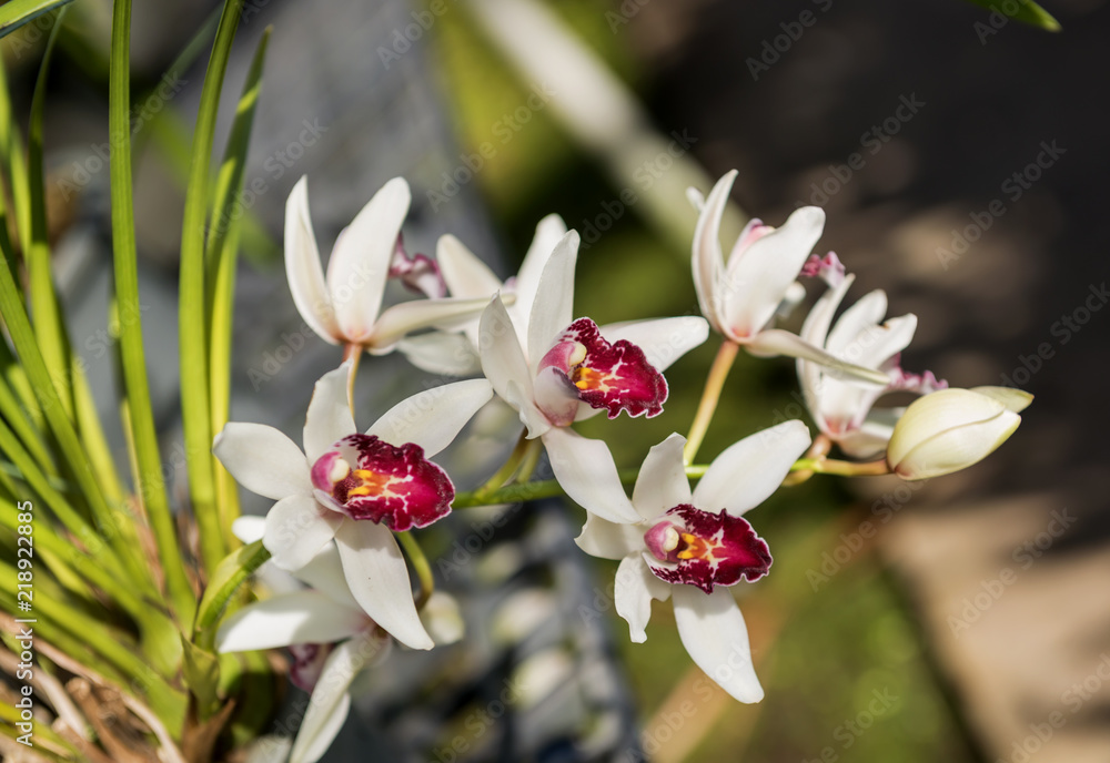 Cymbidium insigne on nature.Orchid flower. Jungle flower. Orchid ...