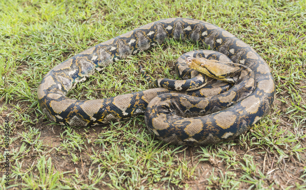 Reticulated python Snake of Borneo on the grass. Python reticulatus ...