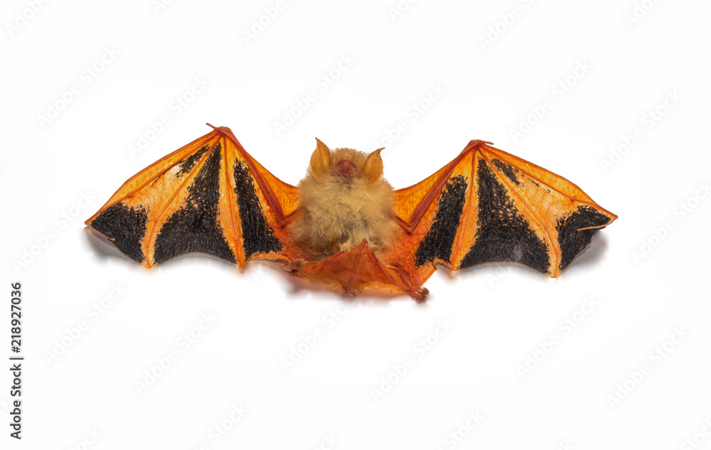 Orange nectar bat, Lonchophylla robusta, nocturnal bat with spread ...