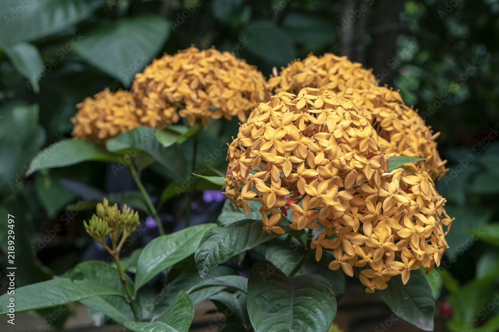 xora coccinea - also known as jungle geranium, flame of the woods or ...