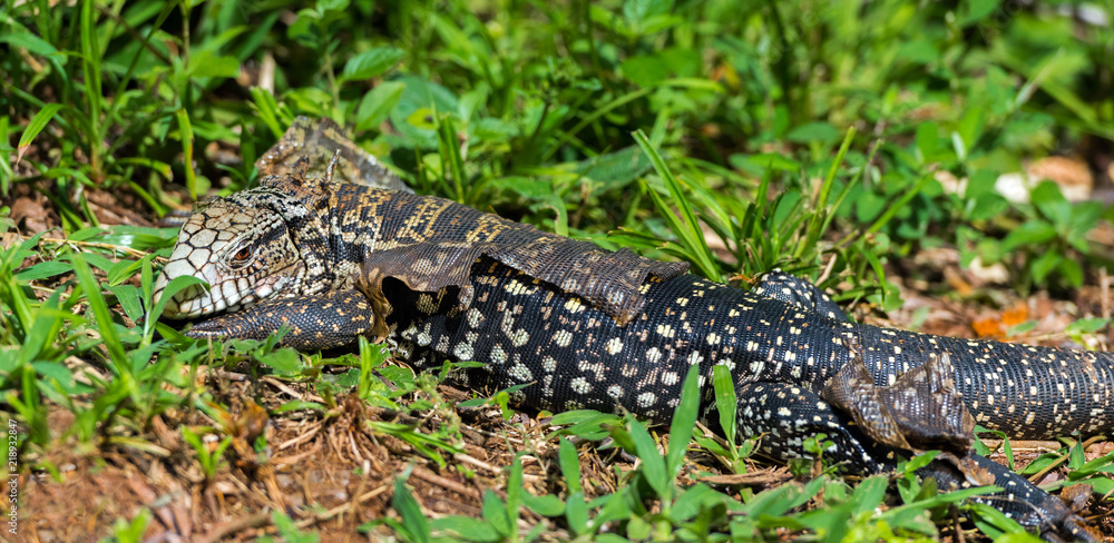 Lizard in the sun molting, Garganta del Diablo, Brazil, Argentina ...