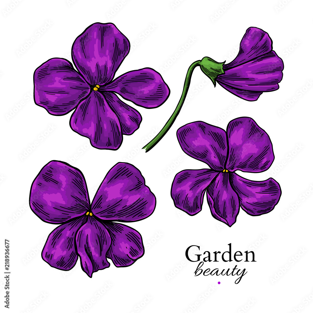 Violet flower drawing. Vector hand drawn floral set. Viola sketch ...