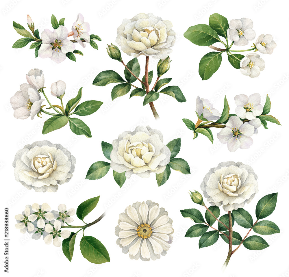 Watercolor illustrations of white flowers Stock Illustration | Adobe Stock
