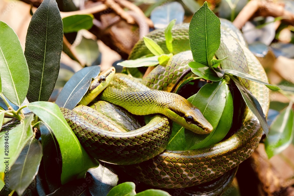 Schlange Stock Photo | Adobe Stock