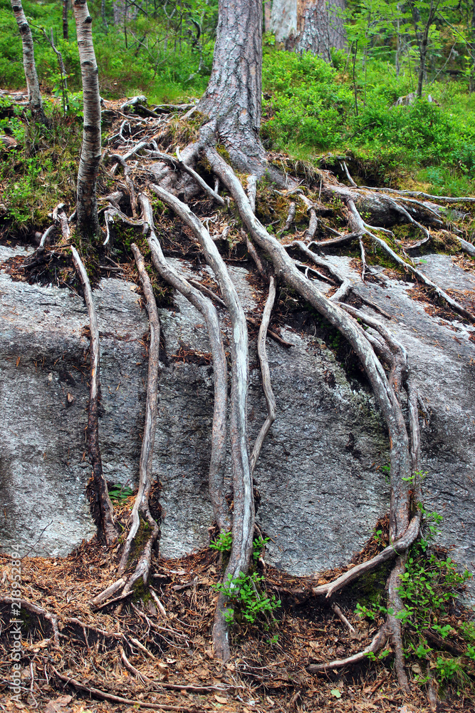 Pine Tree With Roots