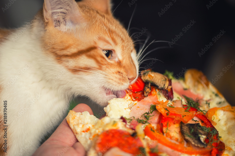 Kitten Pizza