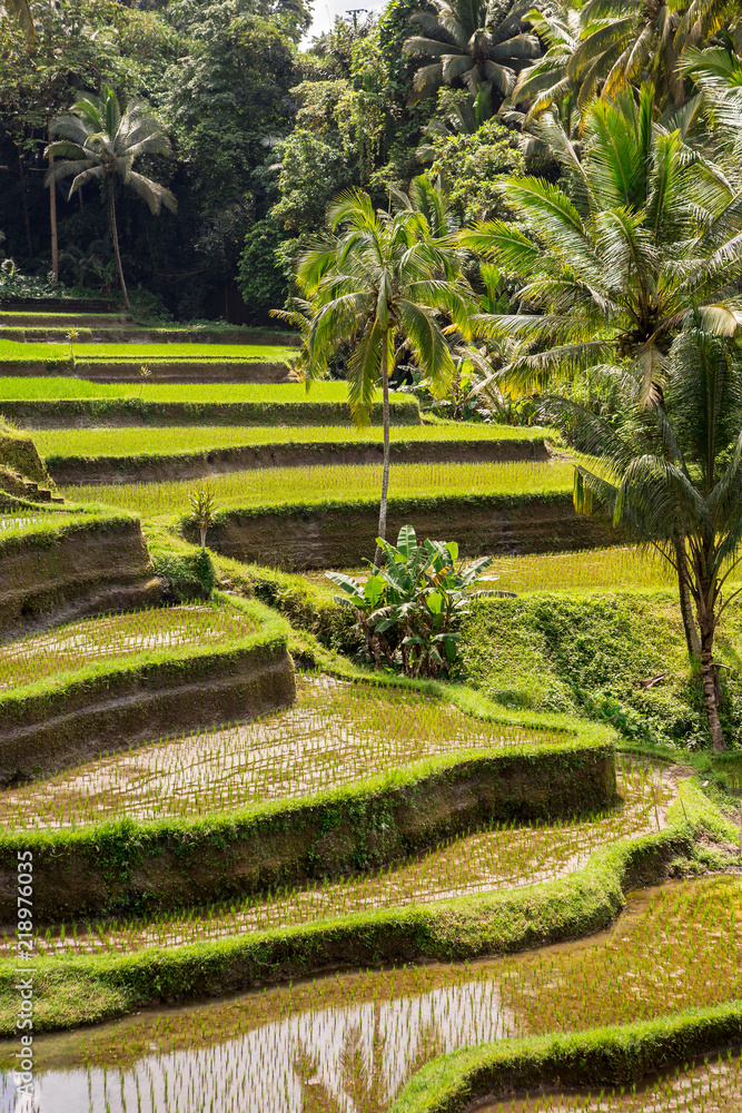 Hillside with rice farming. World's most beautiful mountains landscapes ...