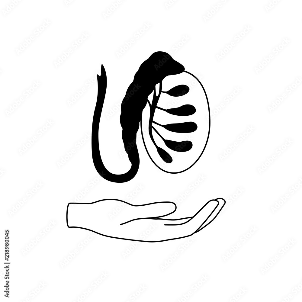 Male reproductive system. Vector illustration Stock Vector | Adobe Stock