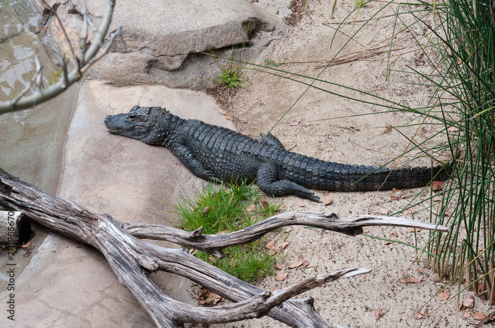 Chinese Alligator Belly