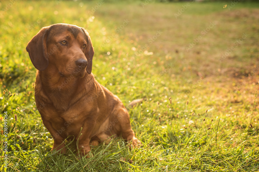 Alpine Dachsbracke Is A Mixed Breed