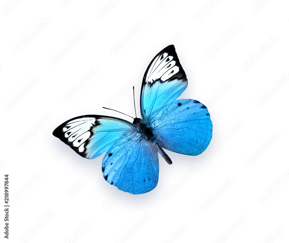Blue butterfly isolated on white background. Beautiful insect. Stock ...