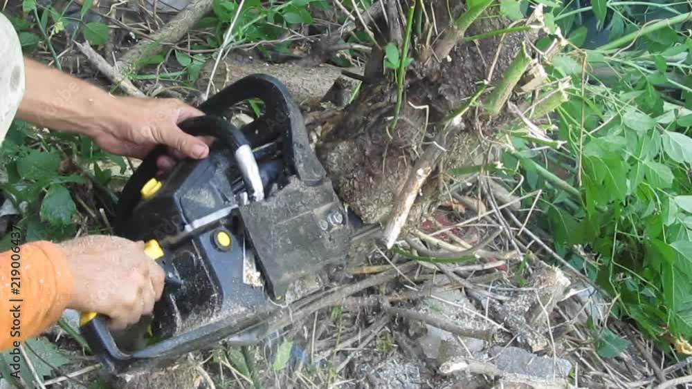 Cutting an American maple tree with chainsaw, close-up - 5s. Work of ...