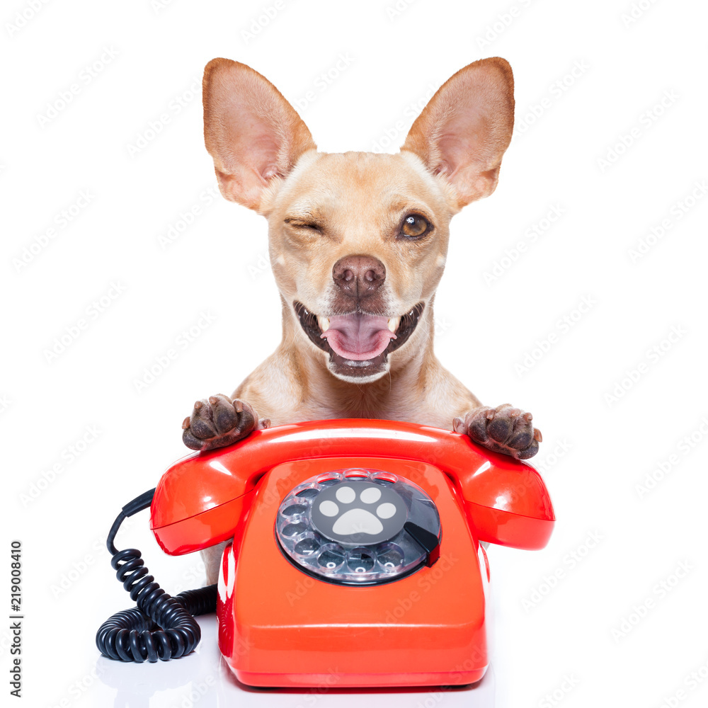 dog on the phone Stock-Foto | Adobe Stock
