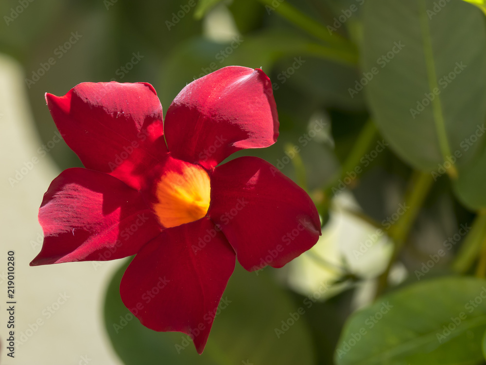 Espèces De Mandevilla – Mandevilla Caractéristiques – DYMFBR