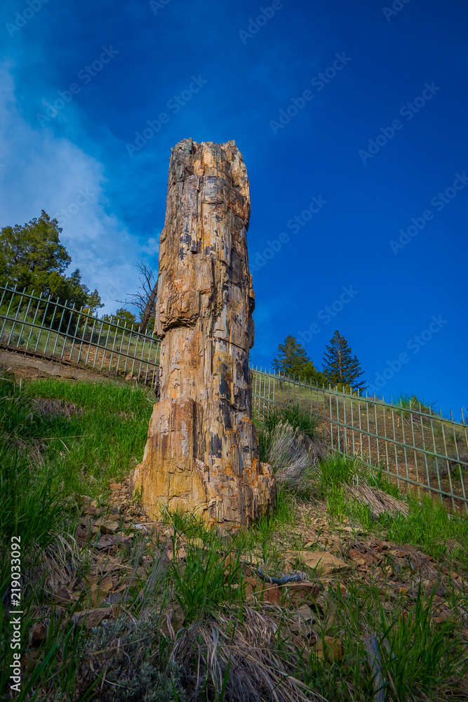 Petrified Tree Yellowstone