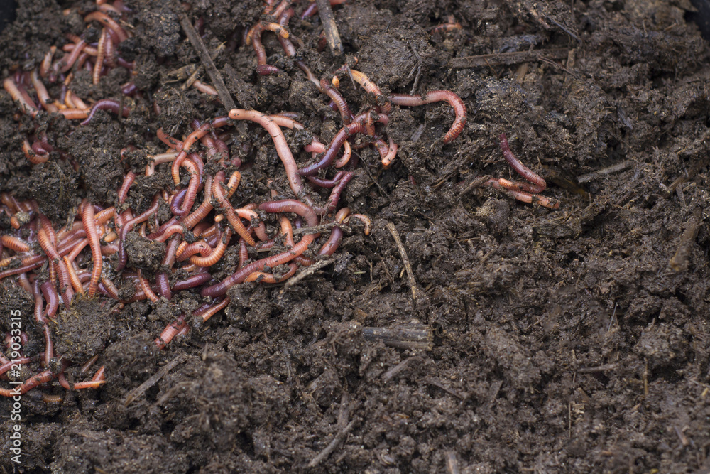 Grain with Worms, Vermicomposting for fertilizer production. Texture of ...