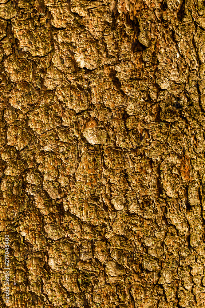 Spruce Tree Bark