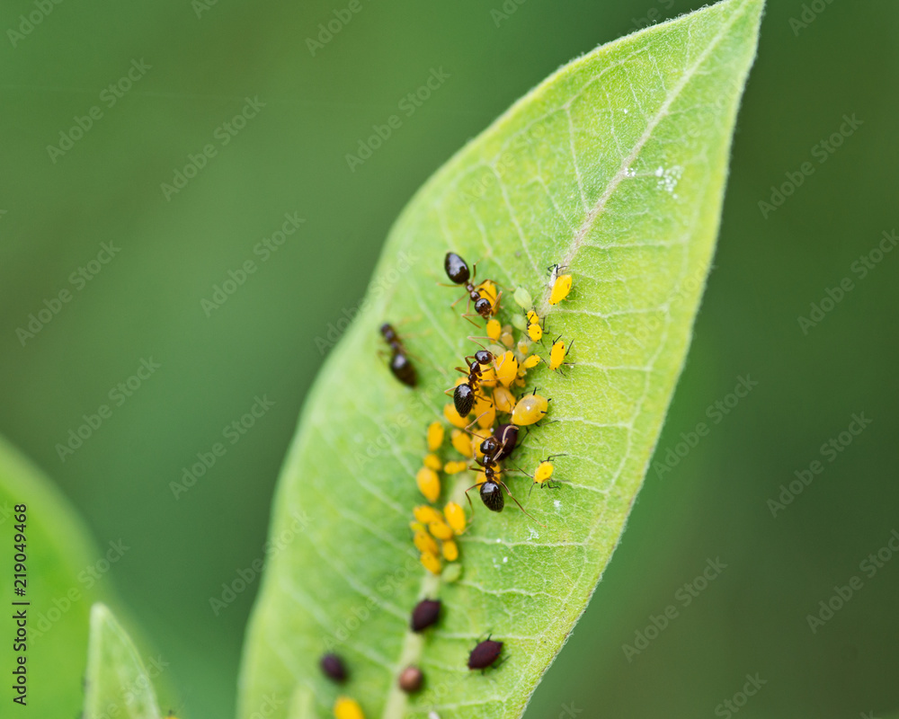 Aphids (Aphidoidea superfamily) feed on the sap of plants and secrete a ...